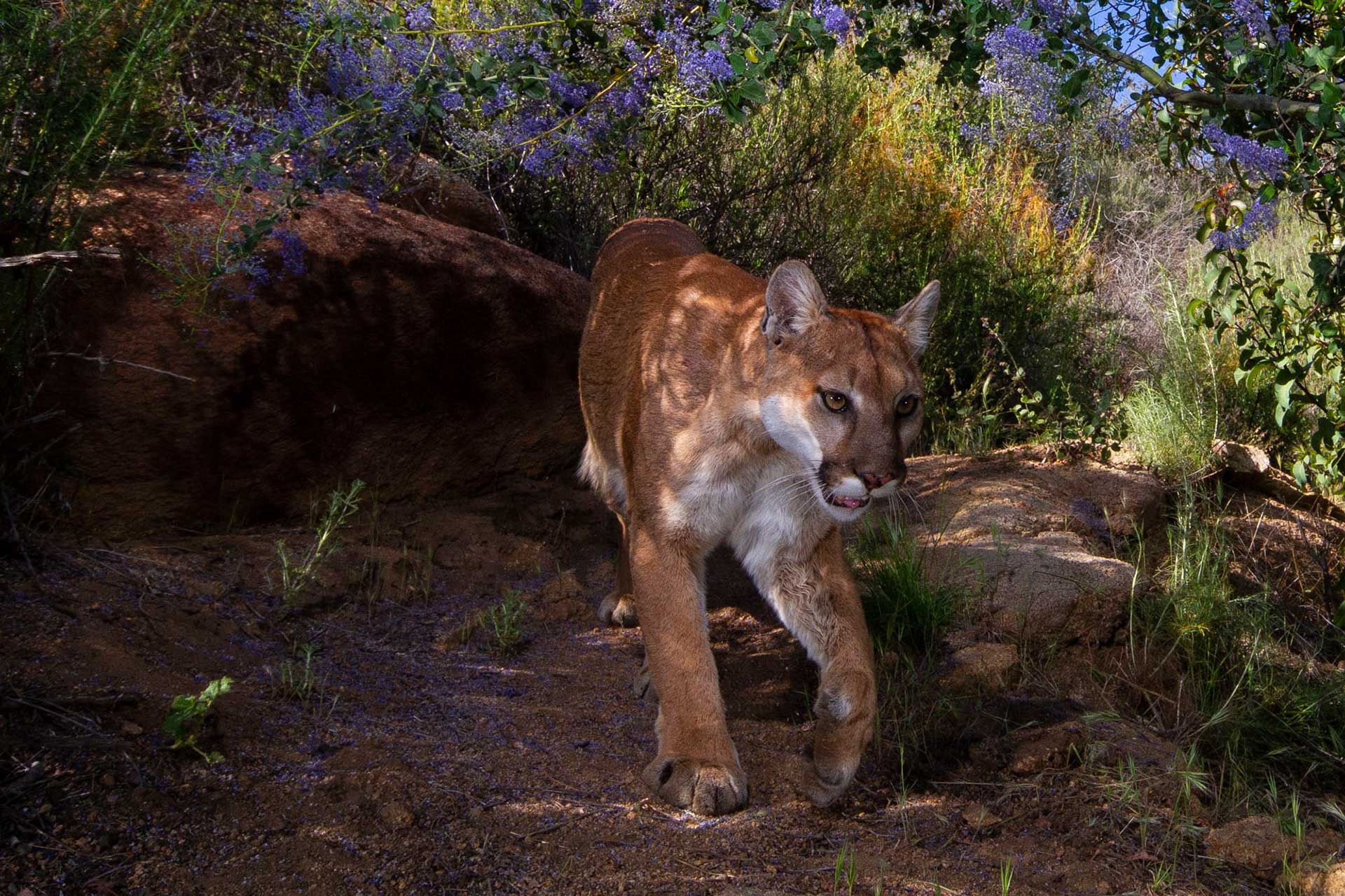 PROTECT MOUNTAIN LIONS FROM TRAPS