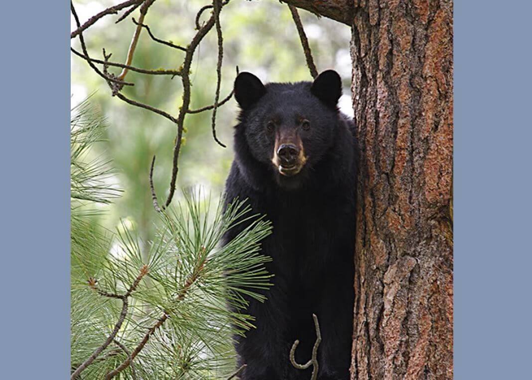 What is the worth of a bear’s life? | Silver State Wildlife